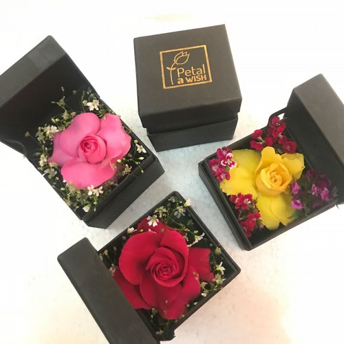 Single Rose Boxes (pack of 4) | Petal-a-wish